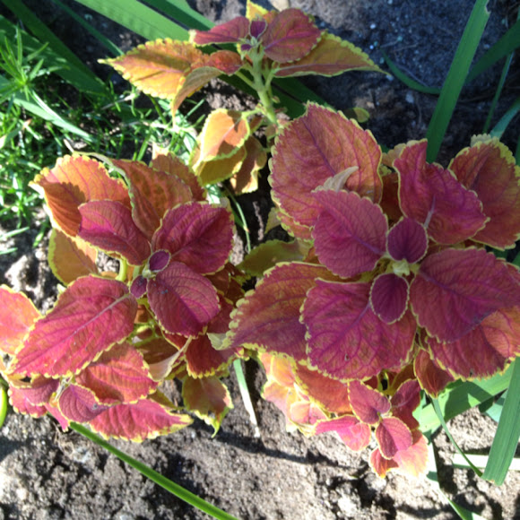 Coleus 'Rustic orange' | Project Noah