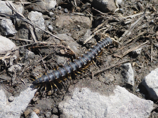 Polydesmid Millipede | Project Noah