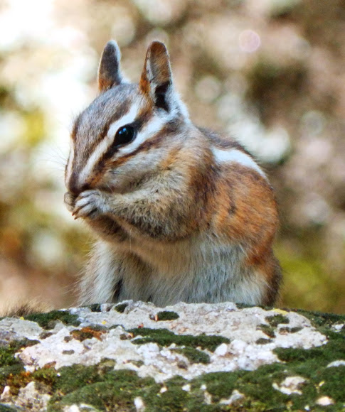 Lodgepole chipmunk? | Project Noah