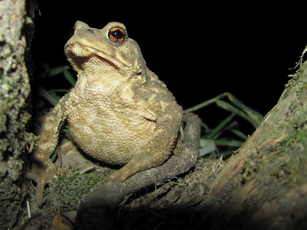 European Toad,Sapo comum | Project Noah