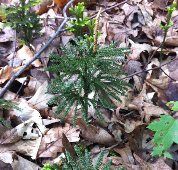 Princess Pine | Project Noah