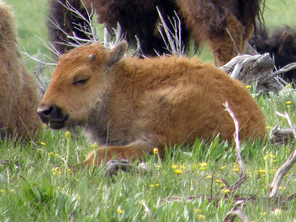American Bison | Project Noah