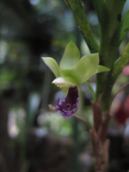 Dichaea trulla Orchid | Project Noah