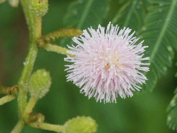 Catclaw Mimosa | Project Noah