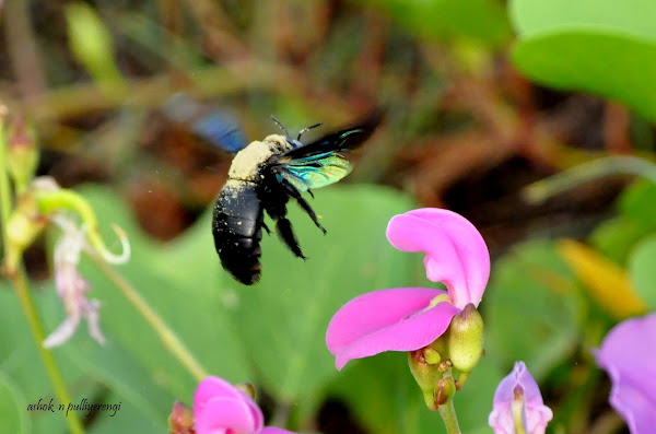 Bumble bee | Project Noah