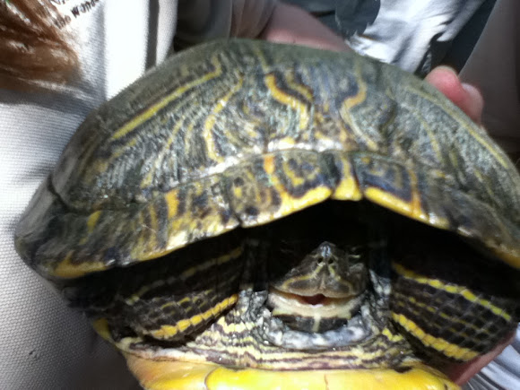 Female red-eared slider | Project Noah