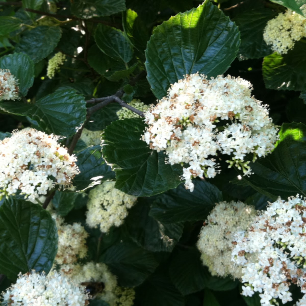 Southern Arrowwood | Project Noah