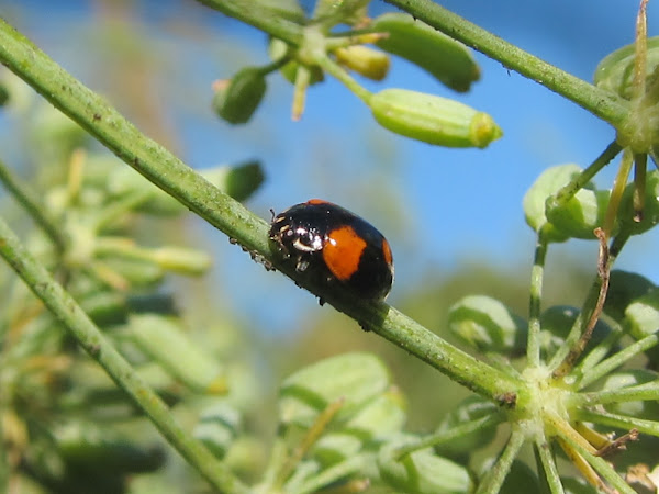 Melanistic Two-Spotted Ladybug | Project Noah