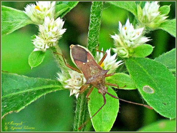 Horned Coreid Bug | Project Noah