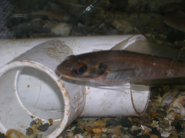 baby hake | Project Noah