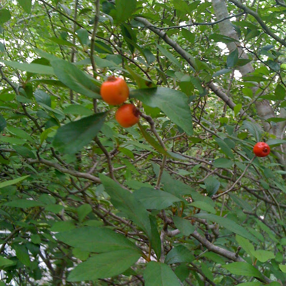 Mayhaw | Project Noah