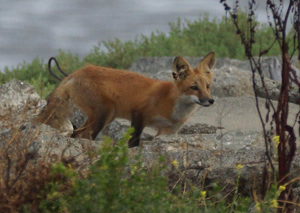 Red Fox | Project Noah