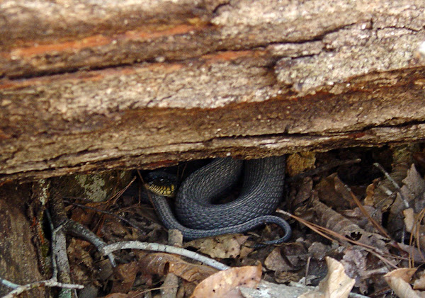 Yellow-Bellied Water Snake | Project Noah