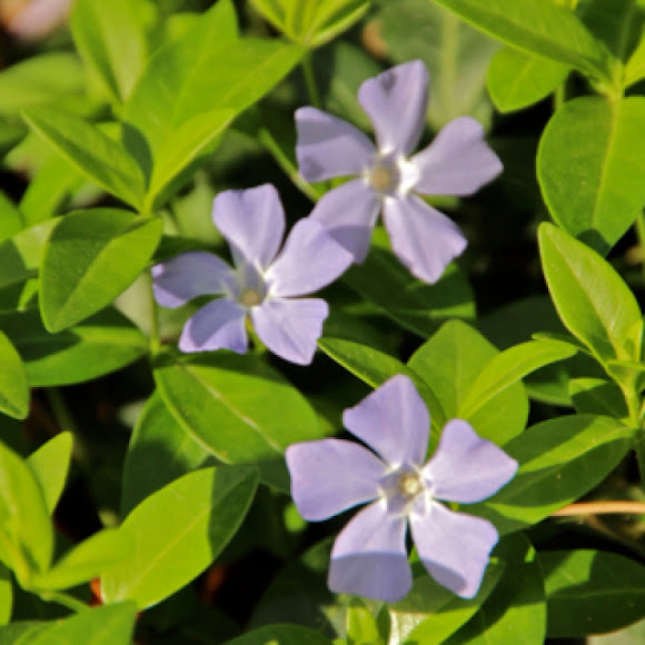 Lesser periwinkle or Dwarf periwinkle | Project Noah