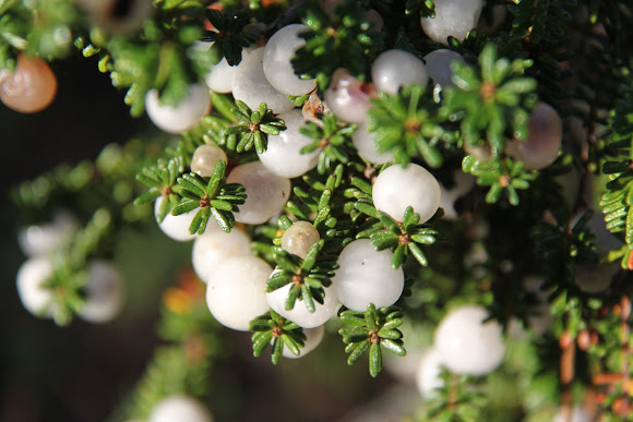 Camarinhas | Project Noah