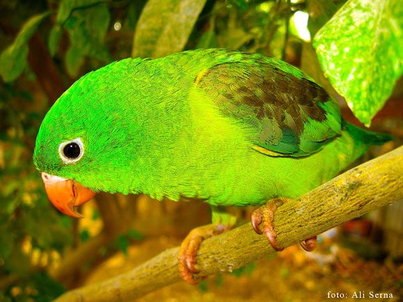 Perico Verde | Project Noah