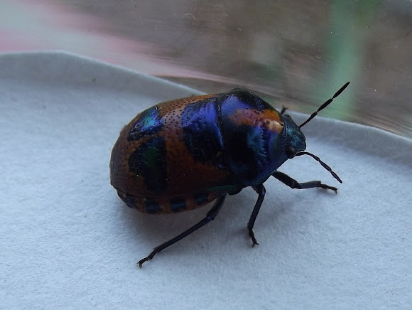 Red Jewel Bug | Project Noah