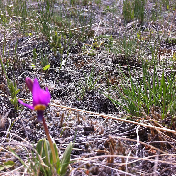 Shooting star | Project Noah