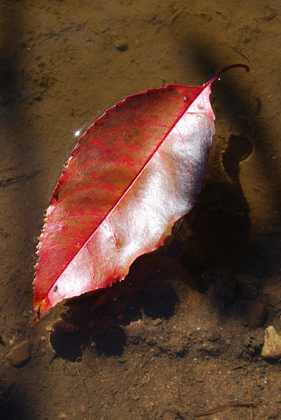 red leaf | Project Noah