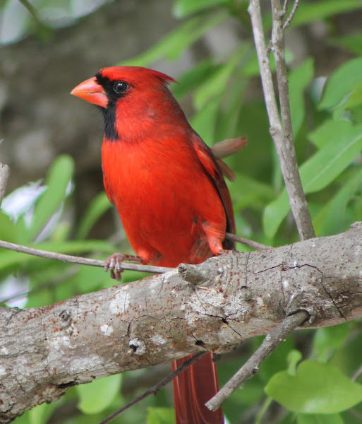 Cardinal | Project Noah