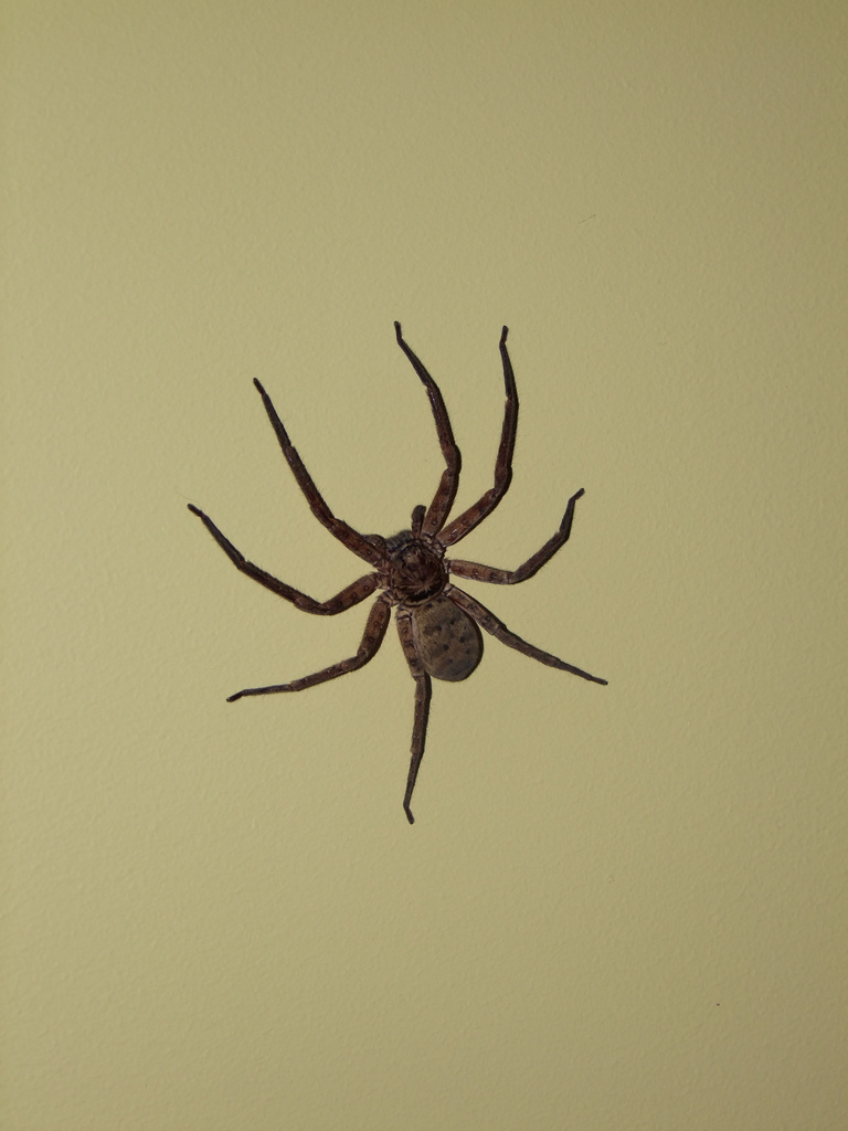Brown Huntsman Spider | Project Noah