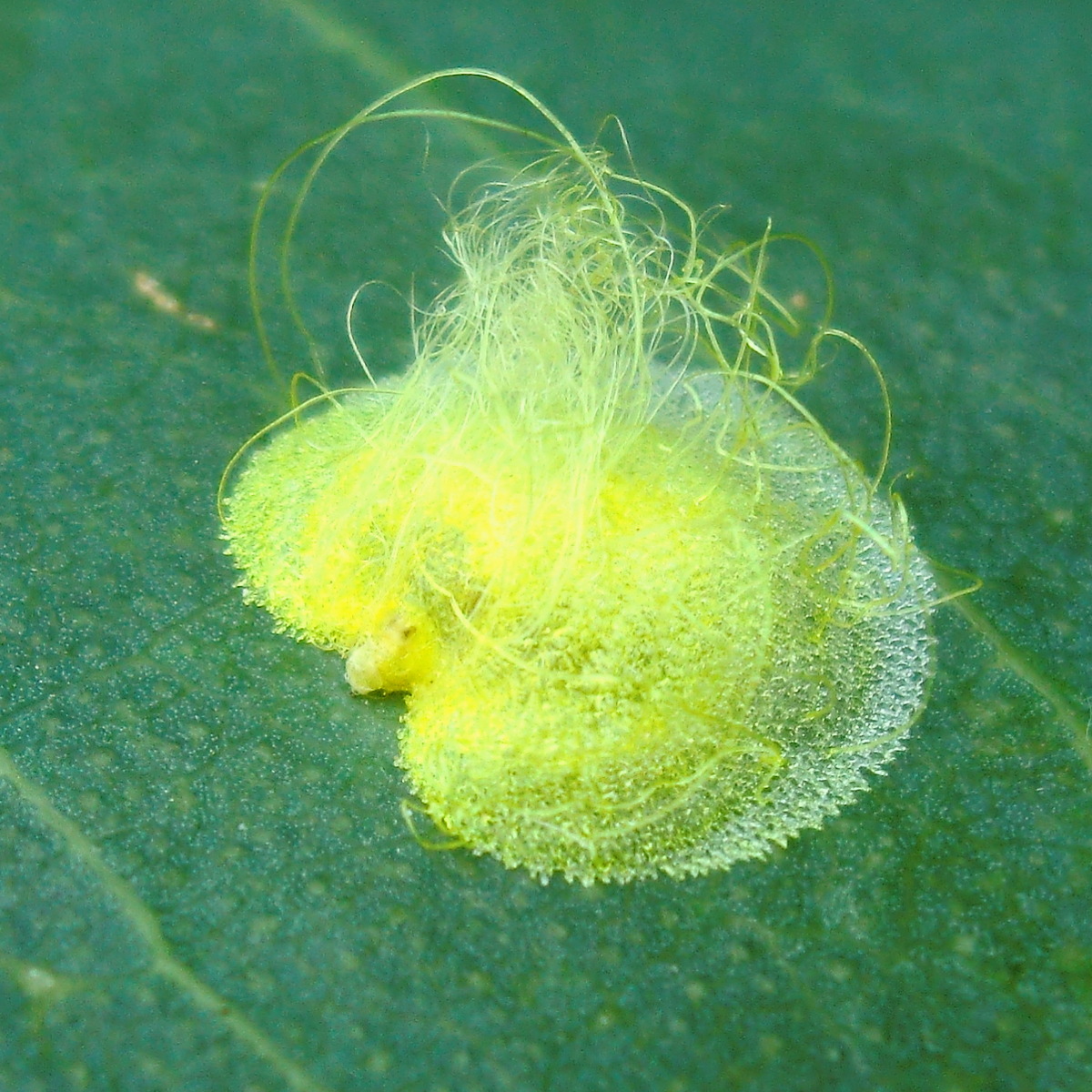 Golden eucalyptus lerps | Project Noah