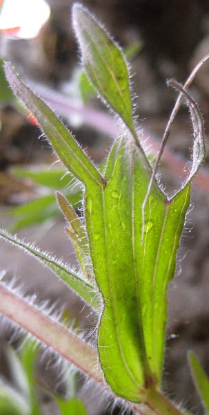 Common Red Paintbrush | Project Noah