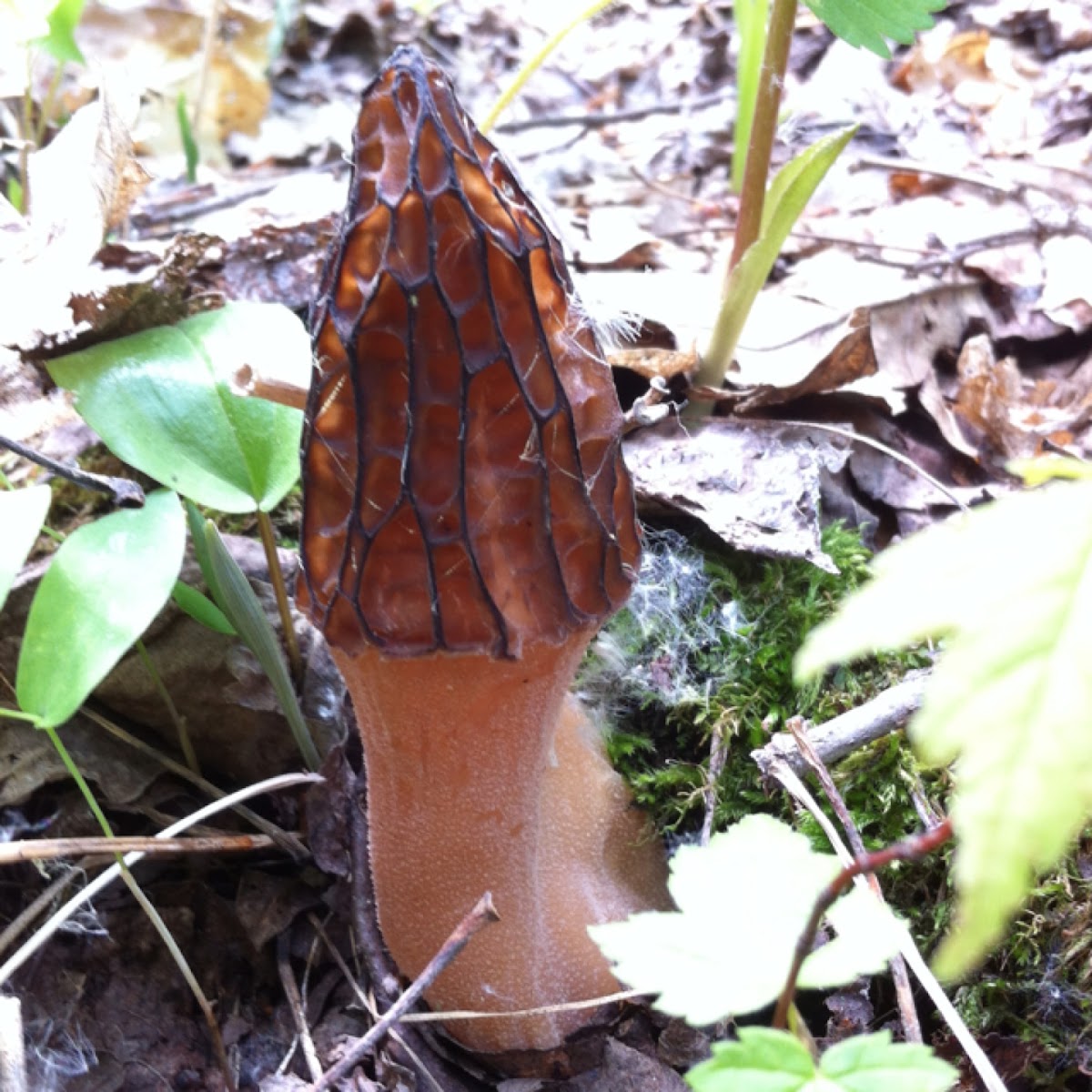 Morel mushroom | Project Noah