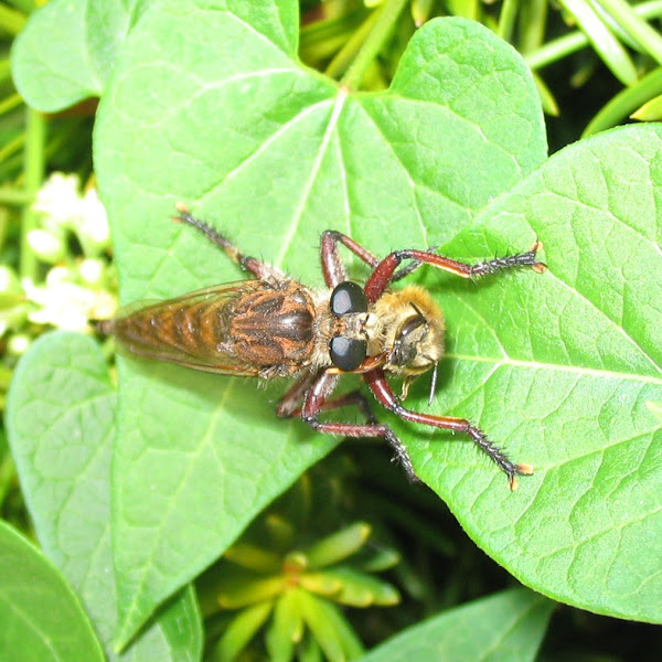 Giant Robber Fly | Project Noah