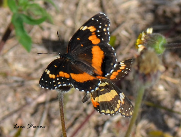 Bordered Patch Butterfly | Project Noah