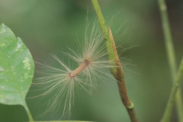 Alstonia seed | Project Noah