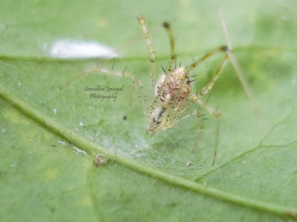 Chrysso sp. | Project Noah