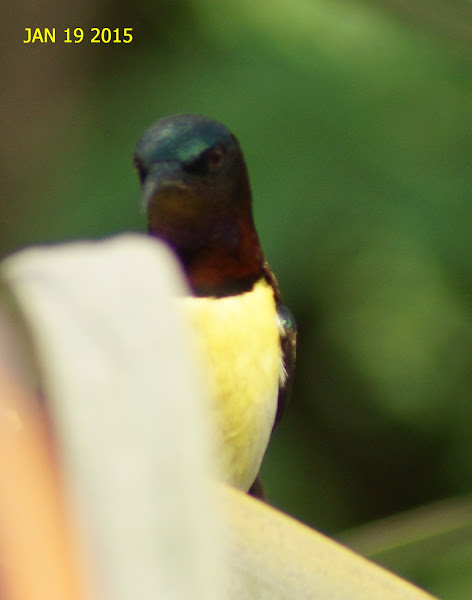 Sunbird | Project Noah