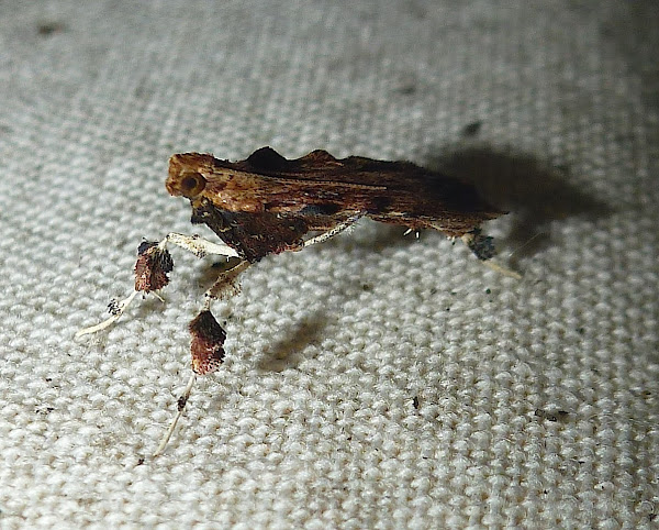 Bark Chip Moth | Project Noah