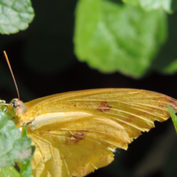 Cloudless Sulphur | Project Noah