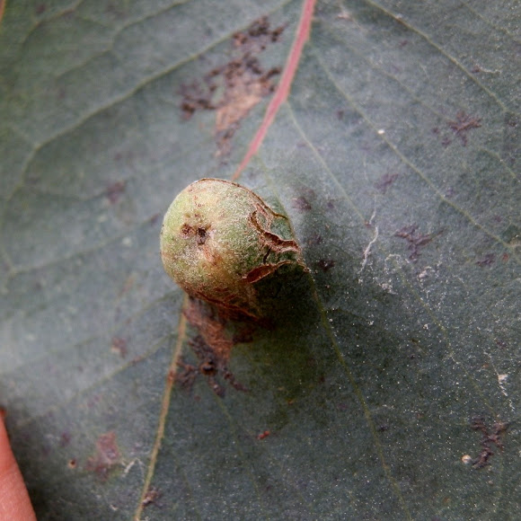 Psyllid leaf galls & lerp | Project Noah