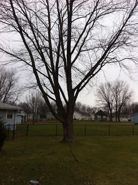 Silver Maple | Project Noah