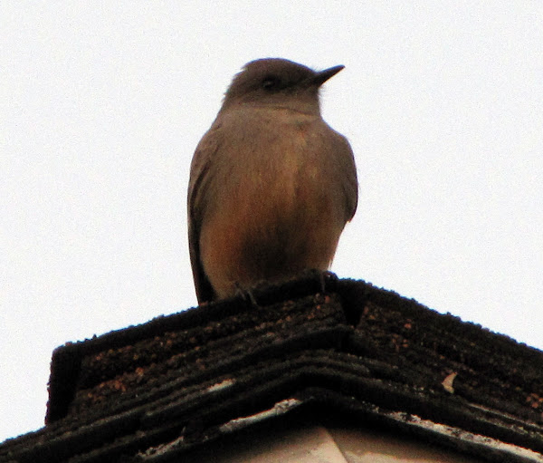 Say's Phoebe | Project Noah