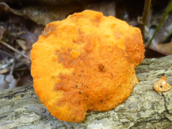 Cinnabar Polypore | Project Noah