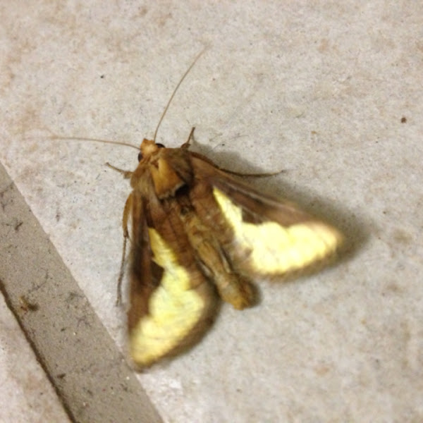 Golden Plusia | Project Noah