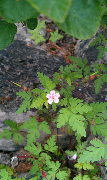 Herb Robert | Project Noah