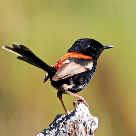 Red-backed Fairy-wren (male) | Project Noah