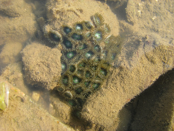 Button Polyps | Project Noah