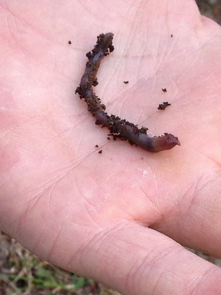 Earthworm | Project Noah