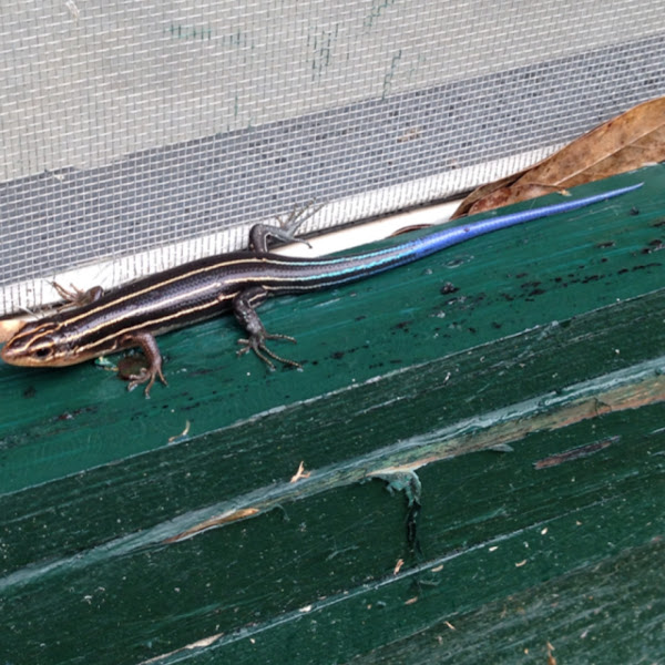 Blue-tailed racer lizard (Five lined skink) | Project Noah