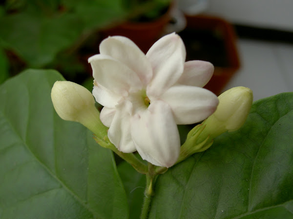Arabian Jasmine | Project Noah