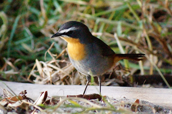 Cape Robin | Project Noah