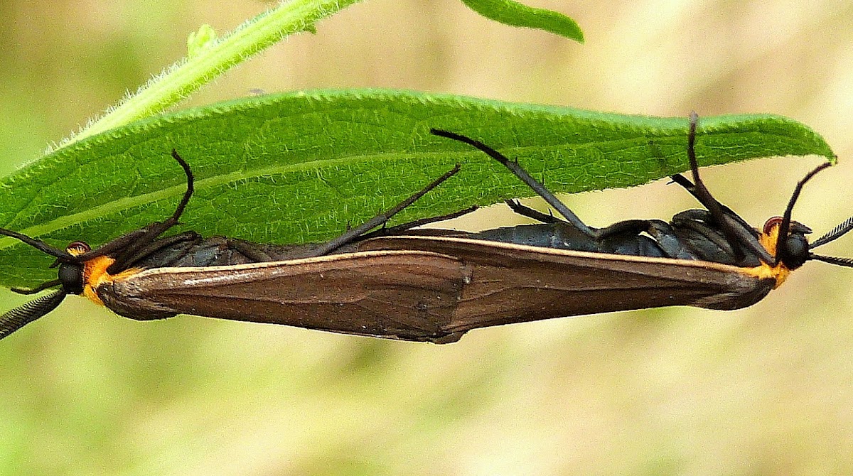 Yellow-collared Scape Moths (mating) | Project Noah