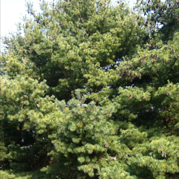 Eastern white pine | Project Noah