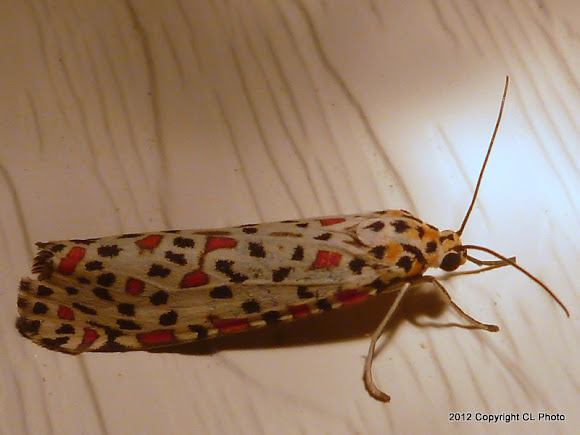 Heliotrope Moth (Salt and Pepper Moth) | Project Noah